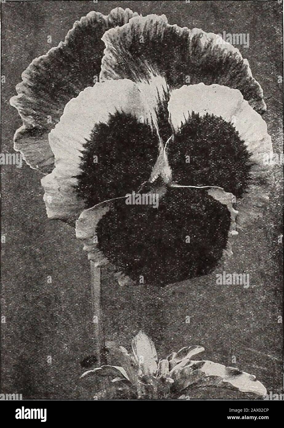 Pure japanese strain hi-res stock photography and images - Alamy