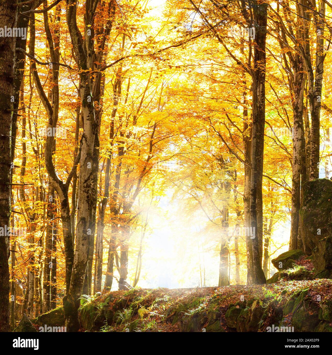 Tunnel of undergrowth hi-res stock photography and images - Alamy