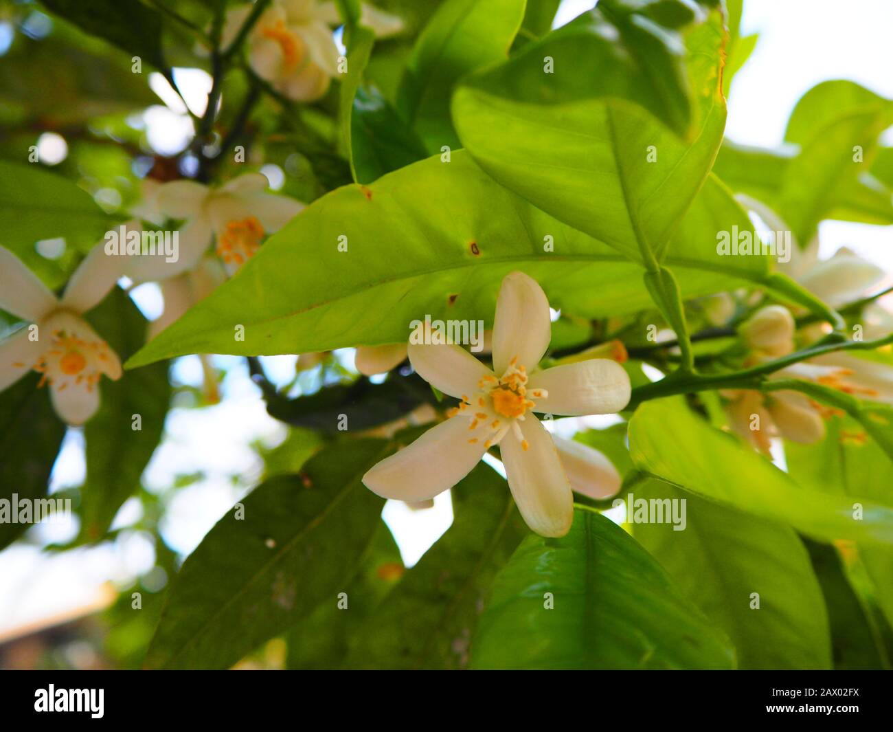 Flowers of the Orange Tree Stock Photo - Alamy