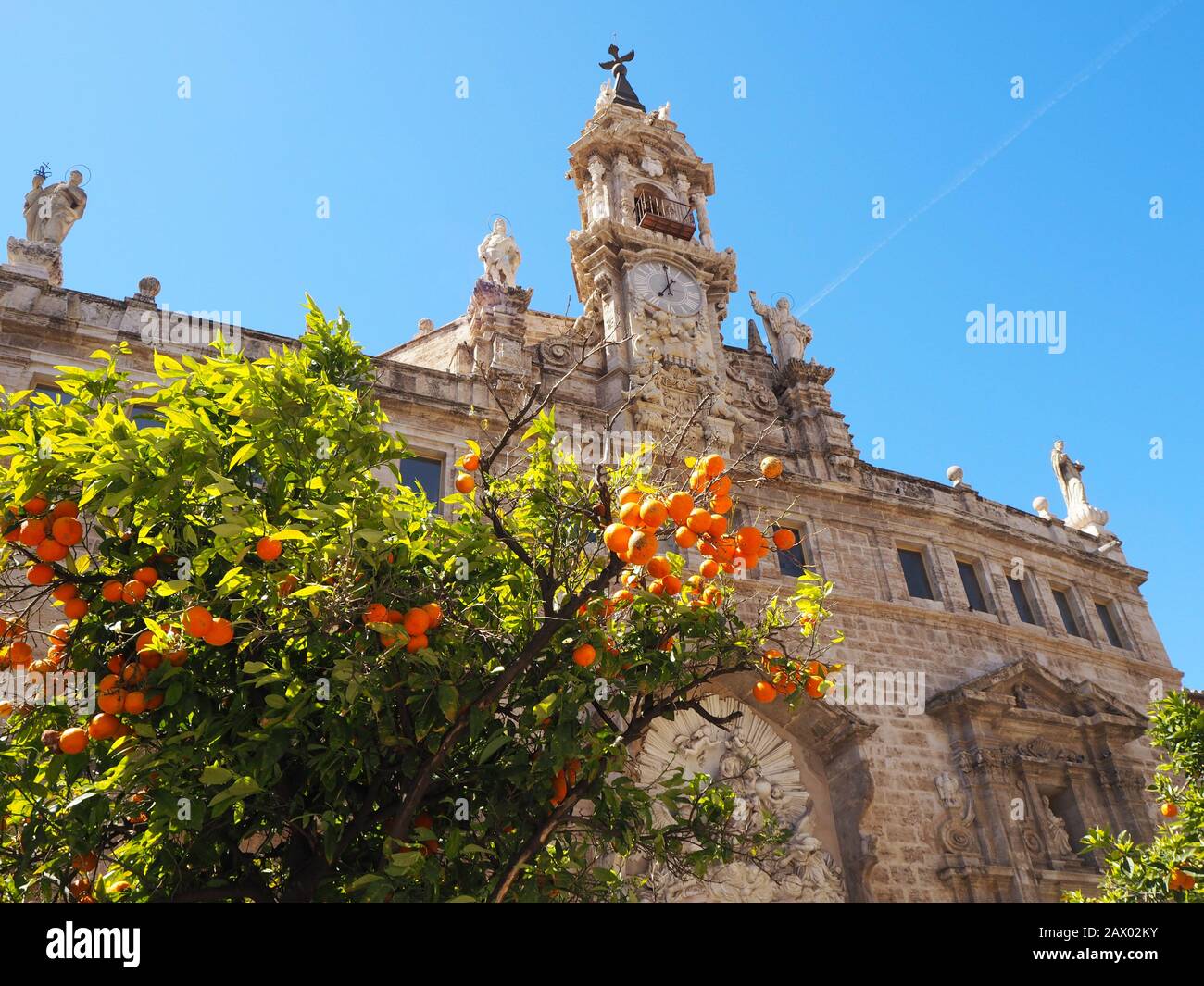 Valencia orange tree hi-res stock photography and images - Alamy