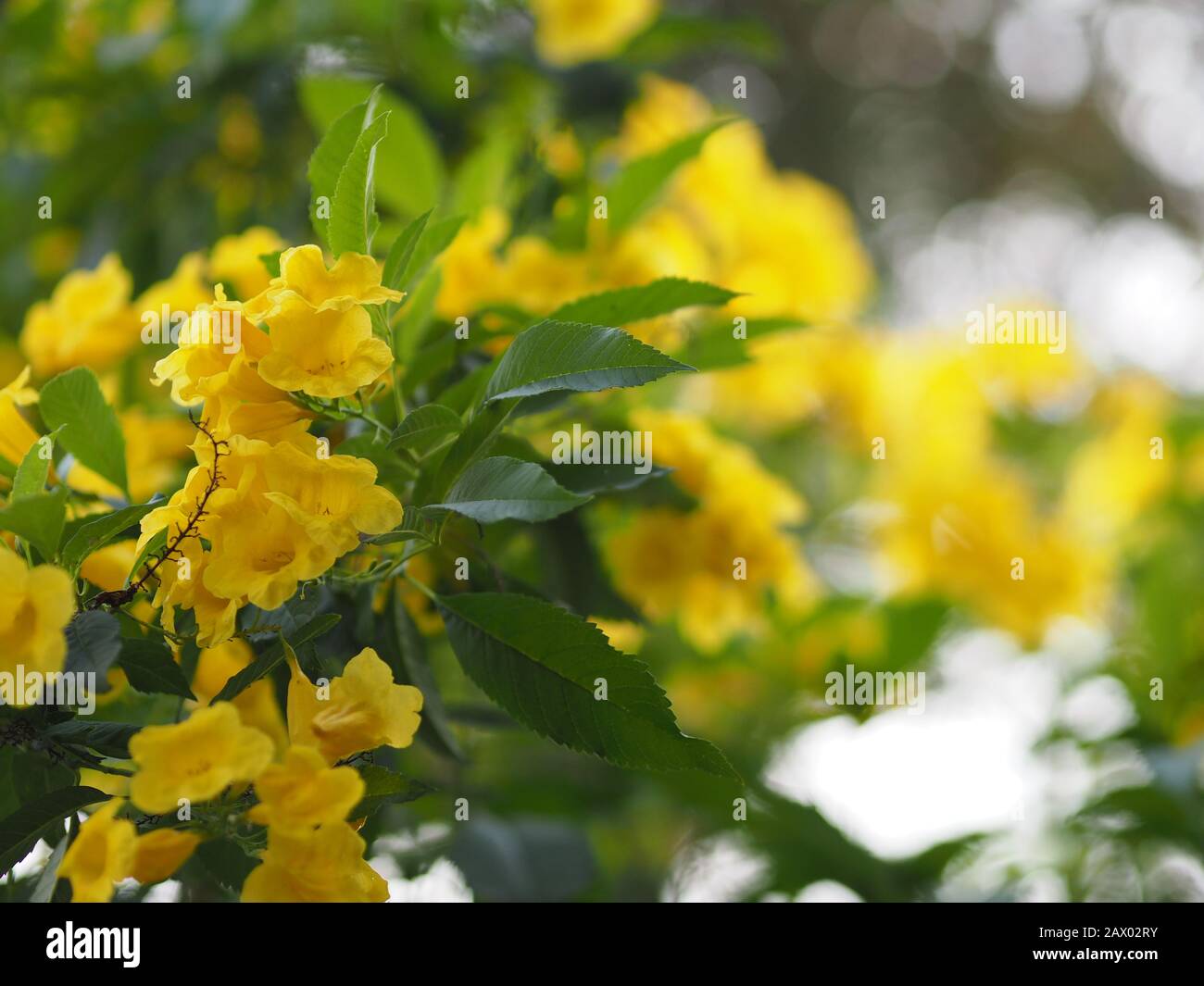 Yellow elder, Trumpetbush, Trumpetflower, trumpet flower name ...