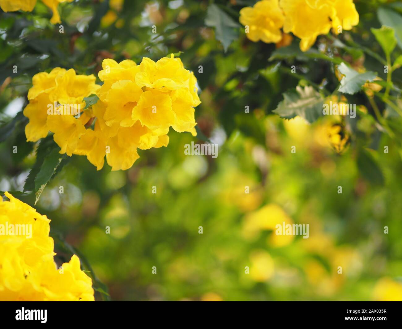 Yellow elder, Trumpetbush, Trumpetflower, trumpet flower name ...