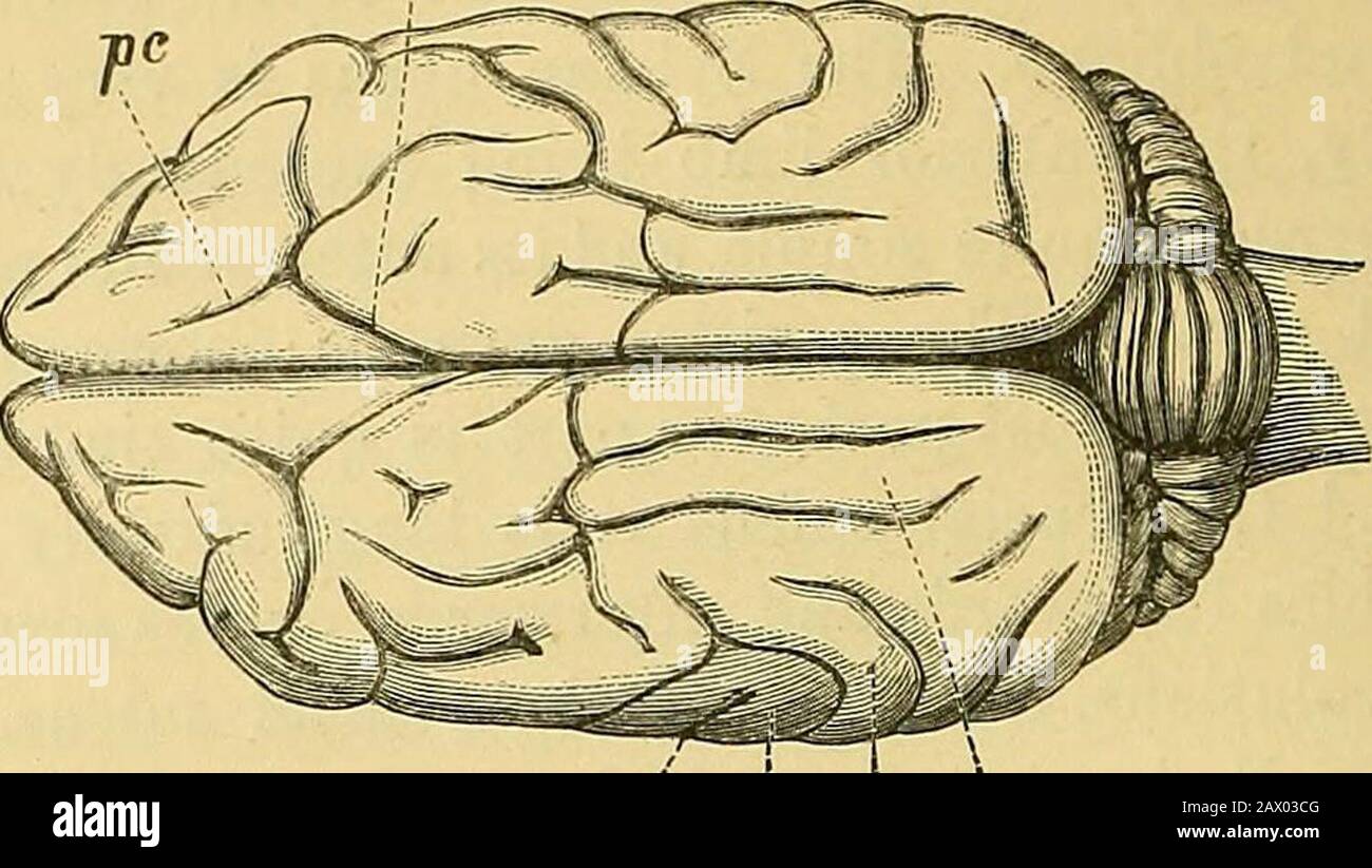 The Journal of the Linnean Society of London . complicated anteriorly ...