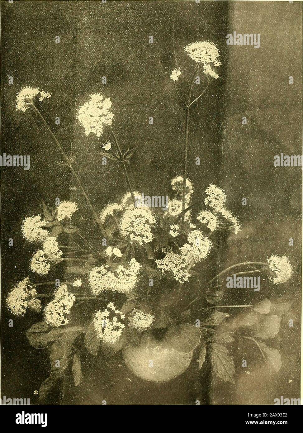 Sessileflowers hi-res stock photography and images - Alamy