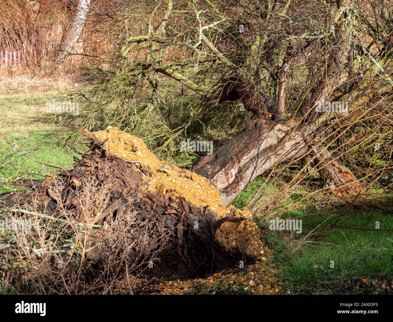 uprooted tree after storm damage Stock Photo - Alamy