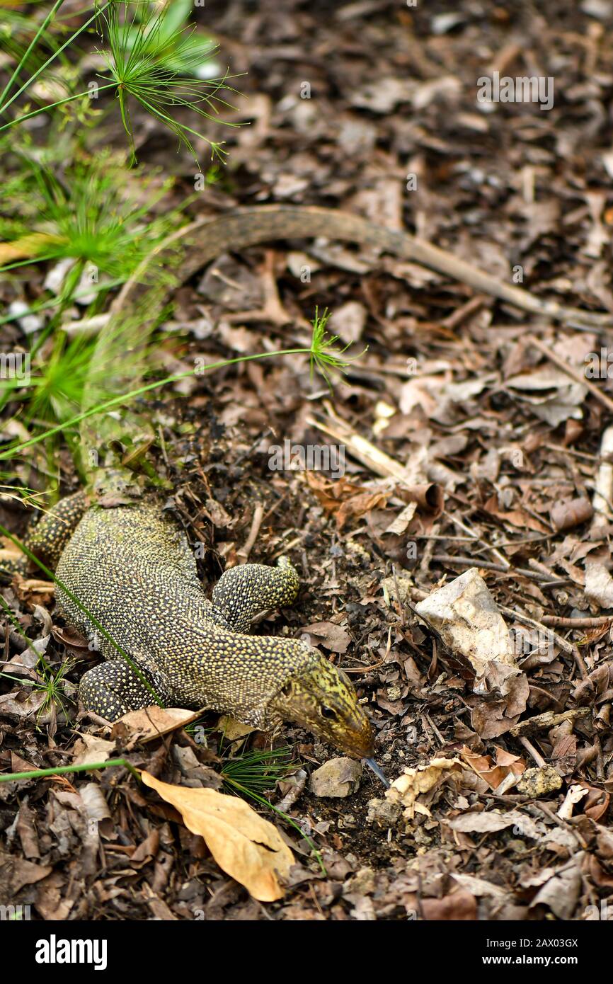 Yellow spotted asian water monitor lizard digging for food Stock Photo ...