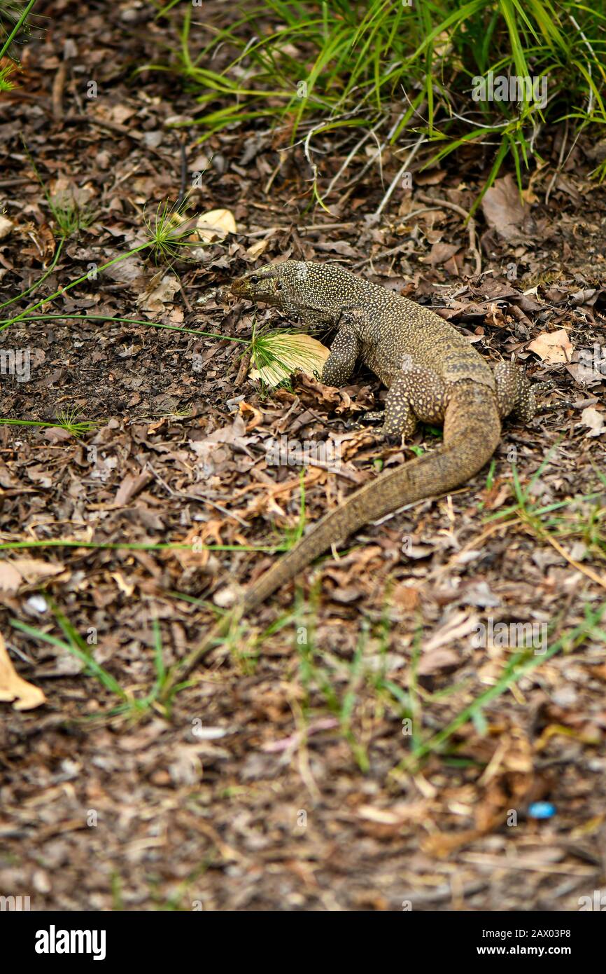 Yellow spotted asian water monitor lizard digging for food Stock Photo ...