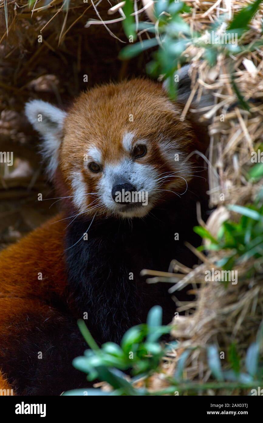 Red Panda Closeup Portrait Stock Photo - Alamy
