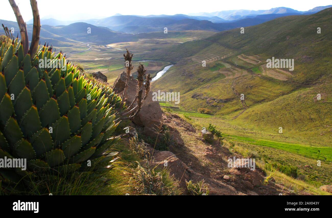 South african aloe vera hi-res stock photography and images - Alamy