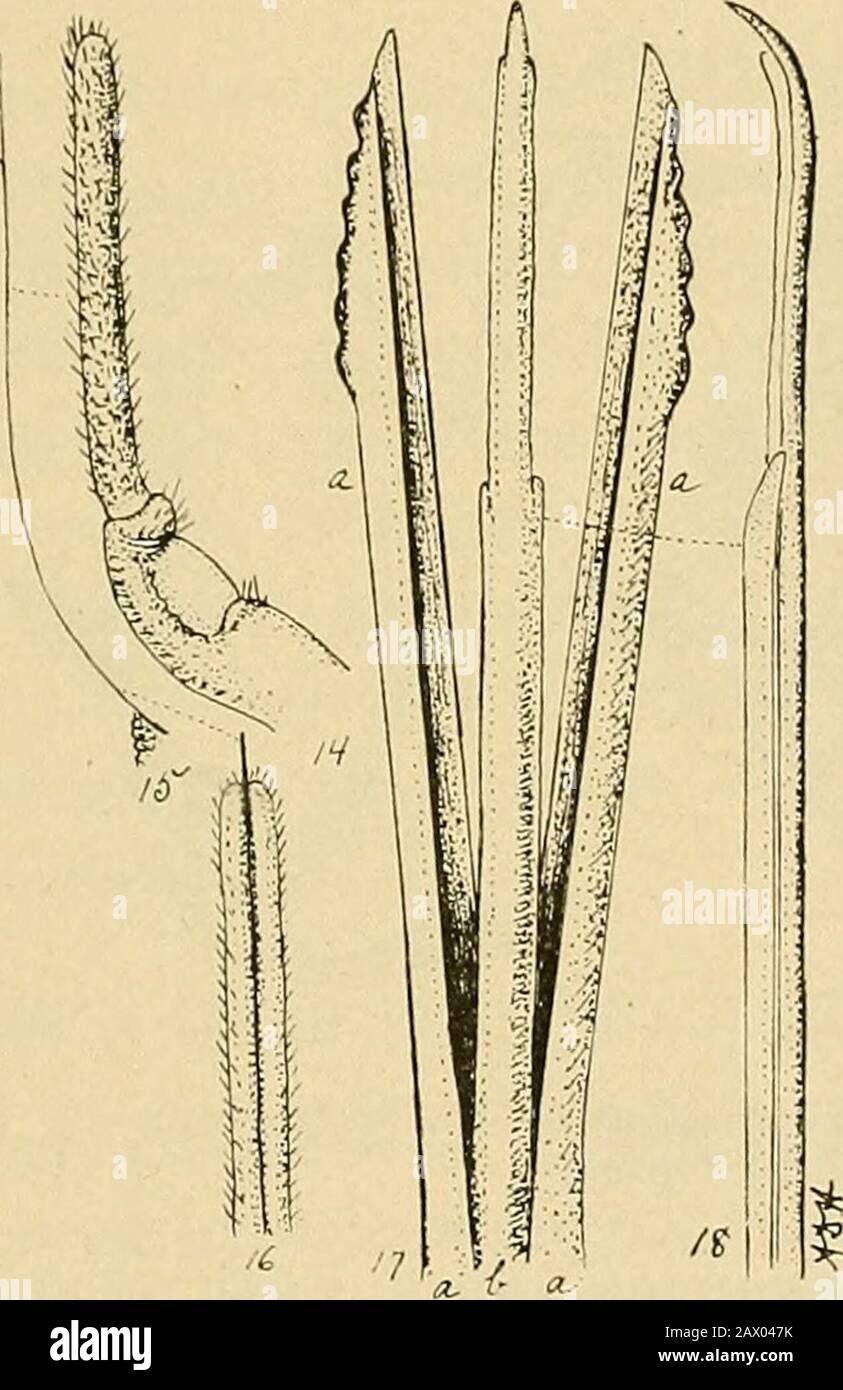 Riley shell hi-res stock photography and images - Alamy