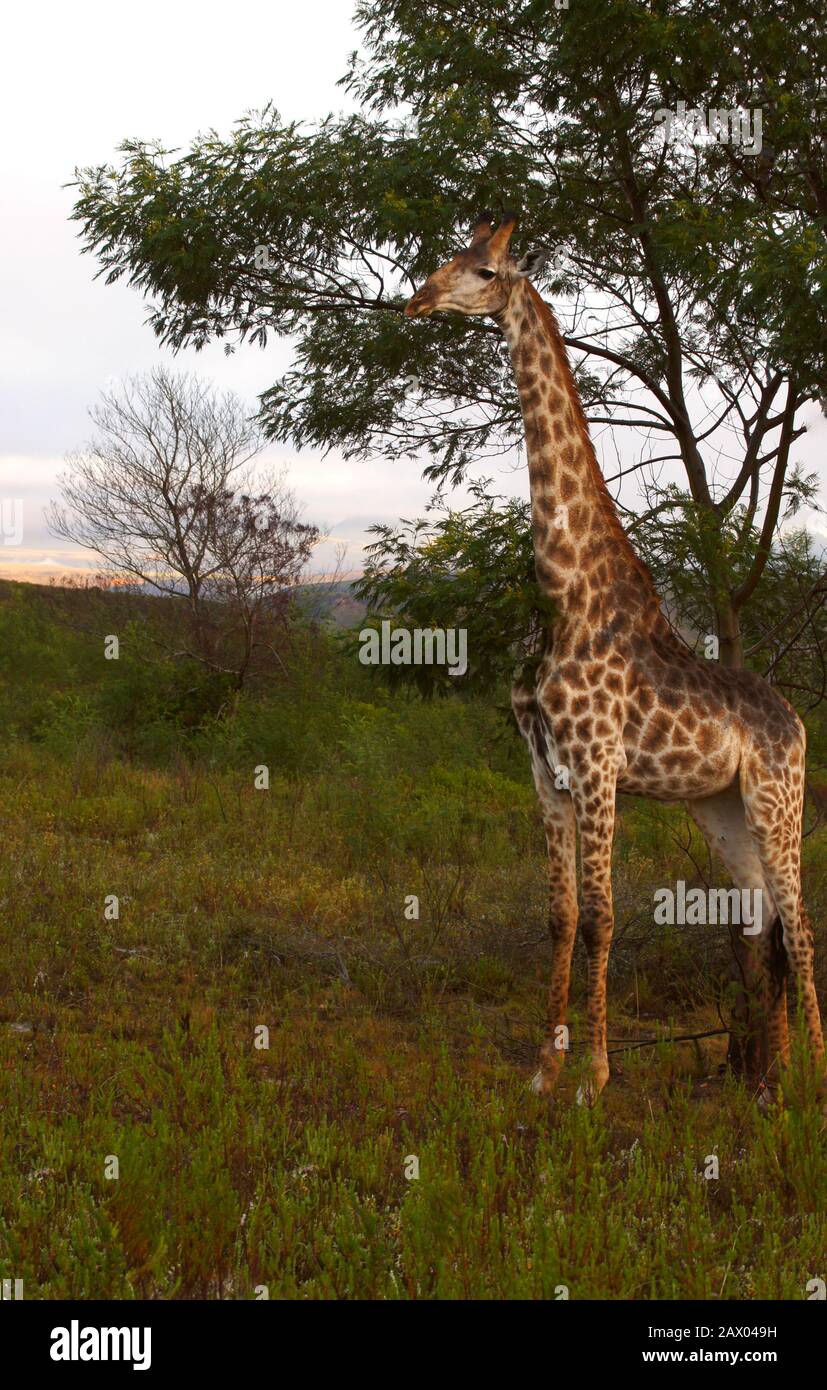 Giraffe and acacia tree at sunrise hi-res stock photography and images ...