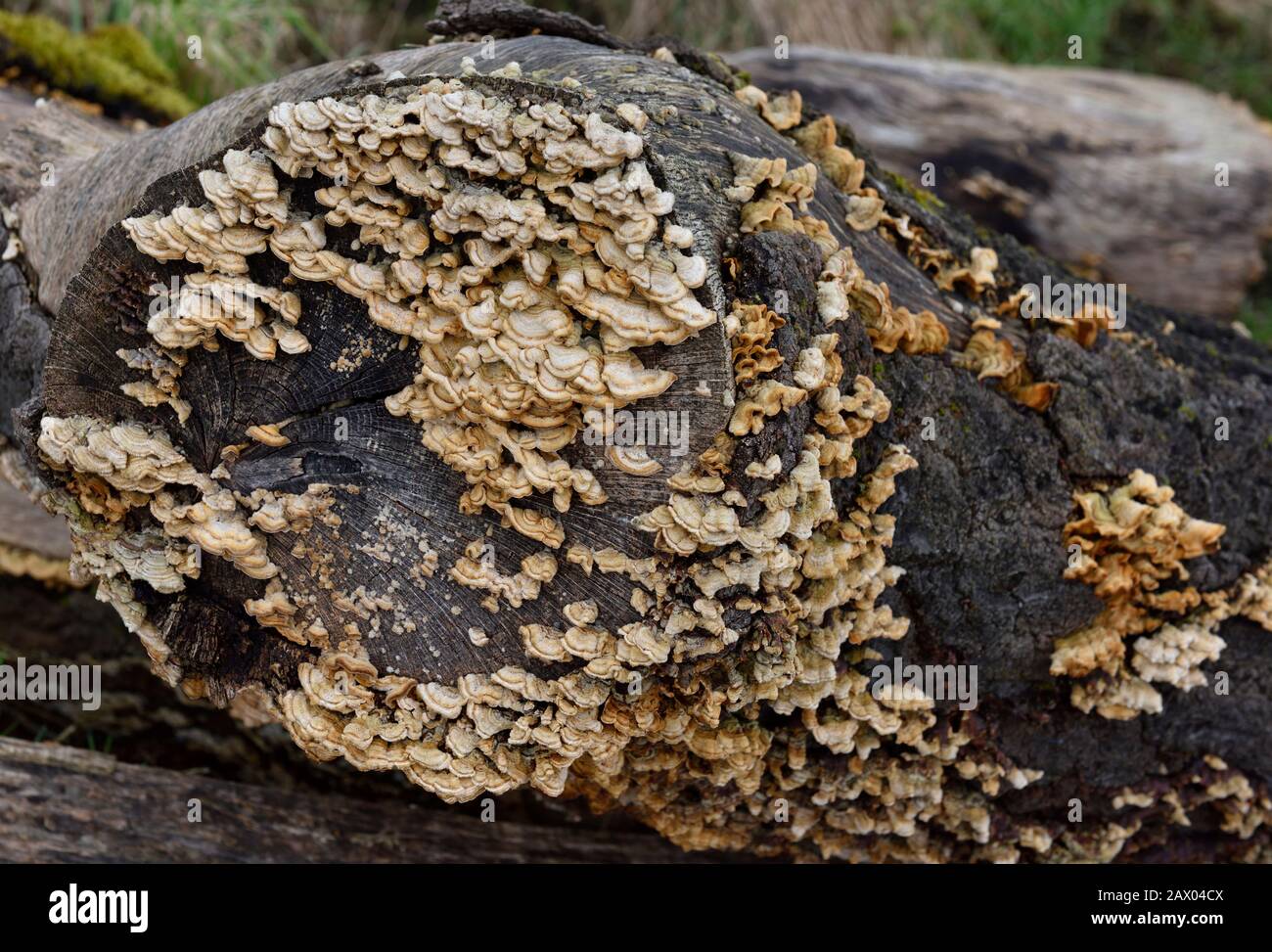Funghi growing on a dead tree trunk,Wollaton Park,Nottingham,England,UK ...