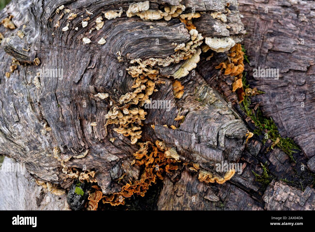 Funghi growing on a dead tree trunk,Wollaton Park,Nottingham,England,UK ...