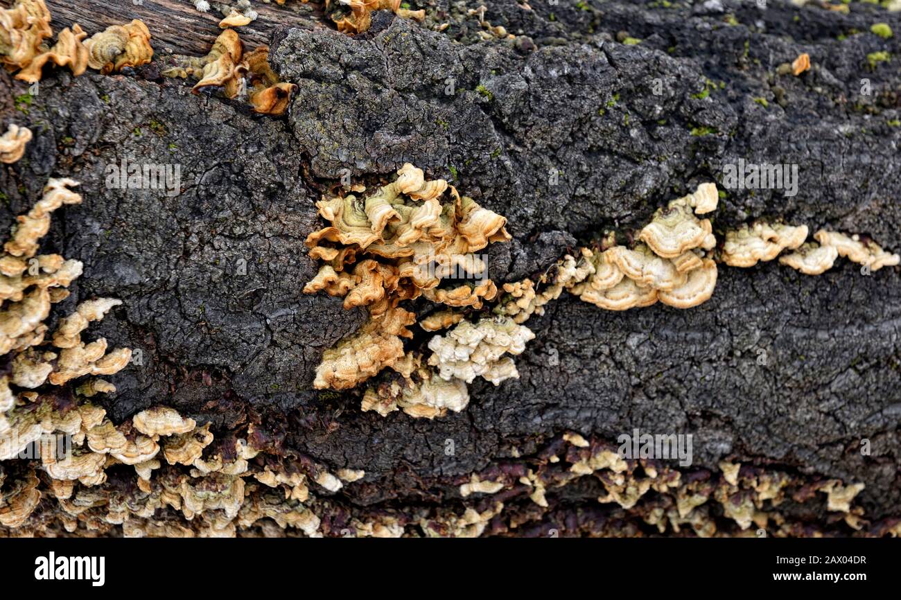Funghi growing on a dead tree trunk,Wollaton Park,Nottingham,England,UK ...