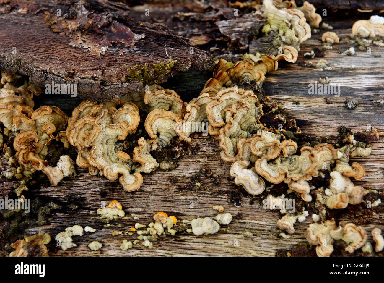 Funghi growing on a dead tree trunk,Wollaton Park,Nottingham,England,UK ...