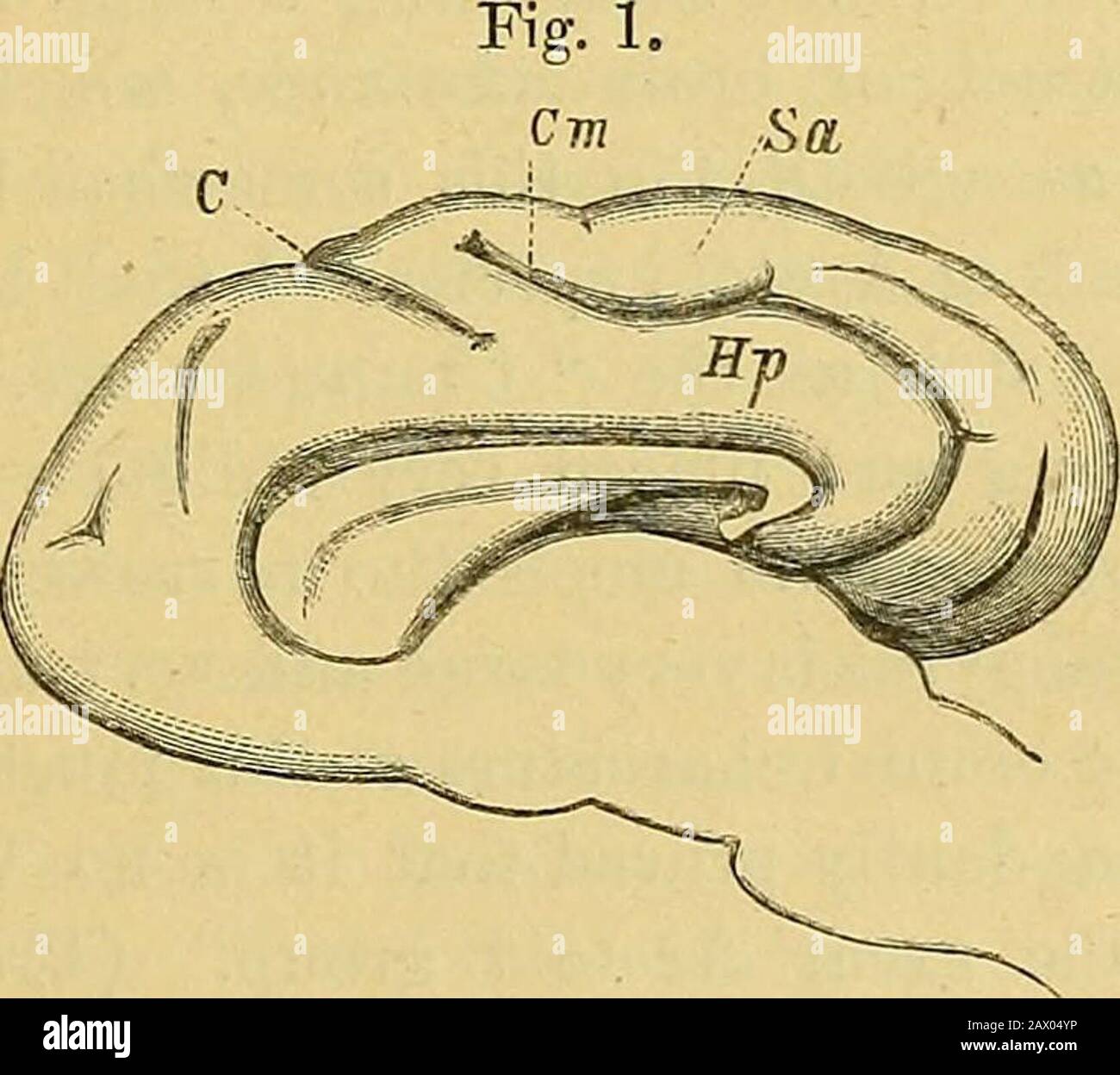 Marginal sulcus hi-res stock photography and images - Alamy
