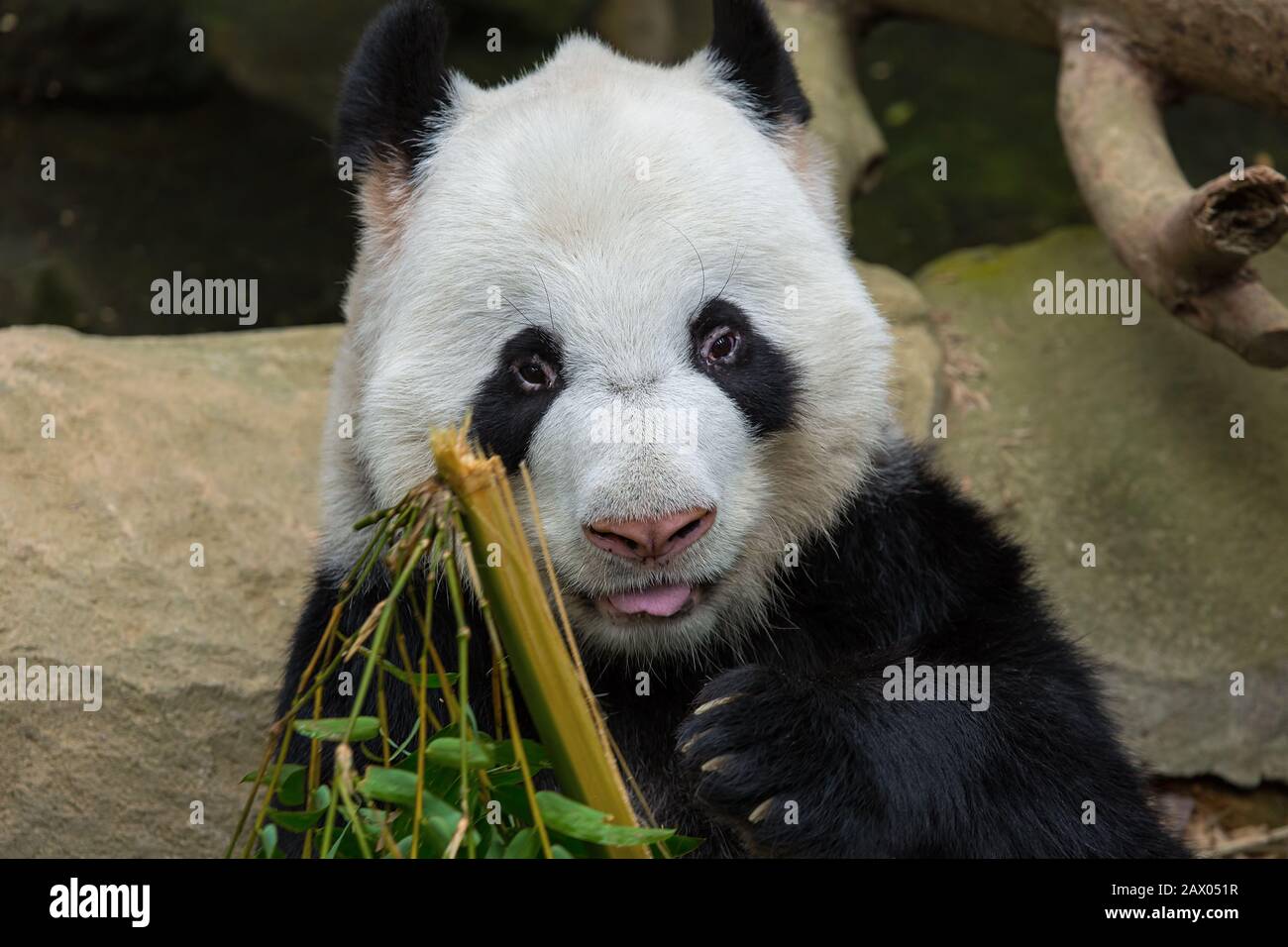 Panda Bear Feeding Eating Bamboo Closeup Portrait Stock Photo - Alamy