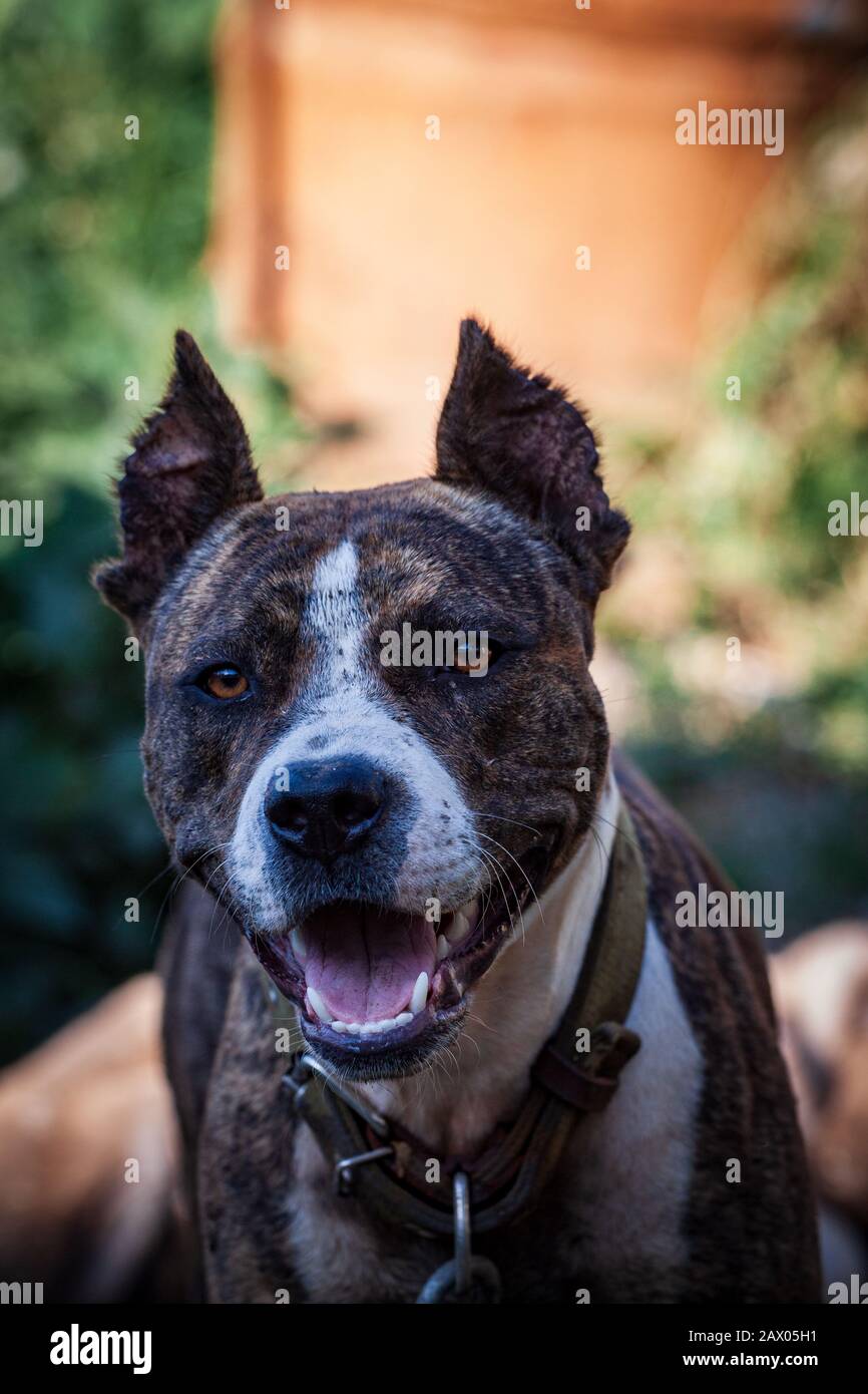 Muzzle of a large evil guard dog with large teeth close-up. The open ...