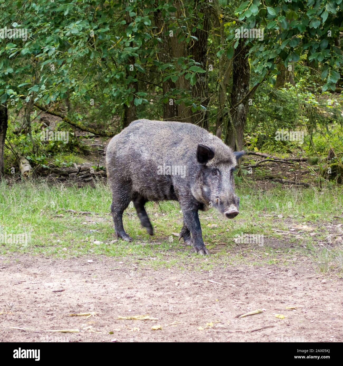 Wild boar in wood walking on dirt Stock Photo - Alamy