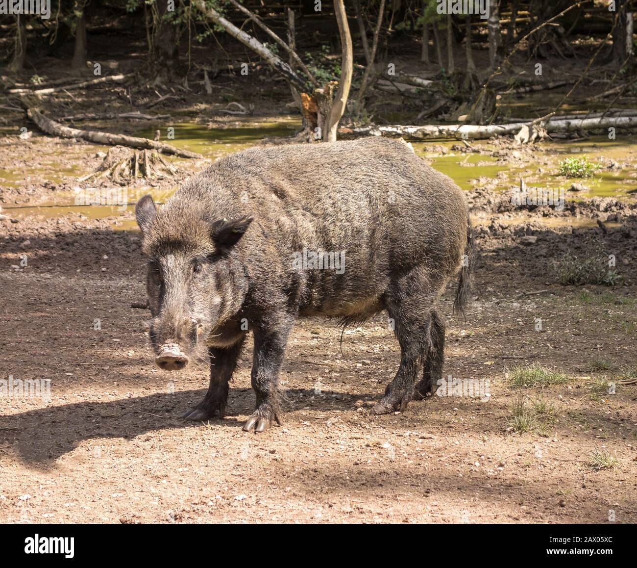 Wild boar in wood walking on dirt Stock Photo - Alamy