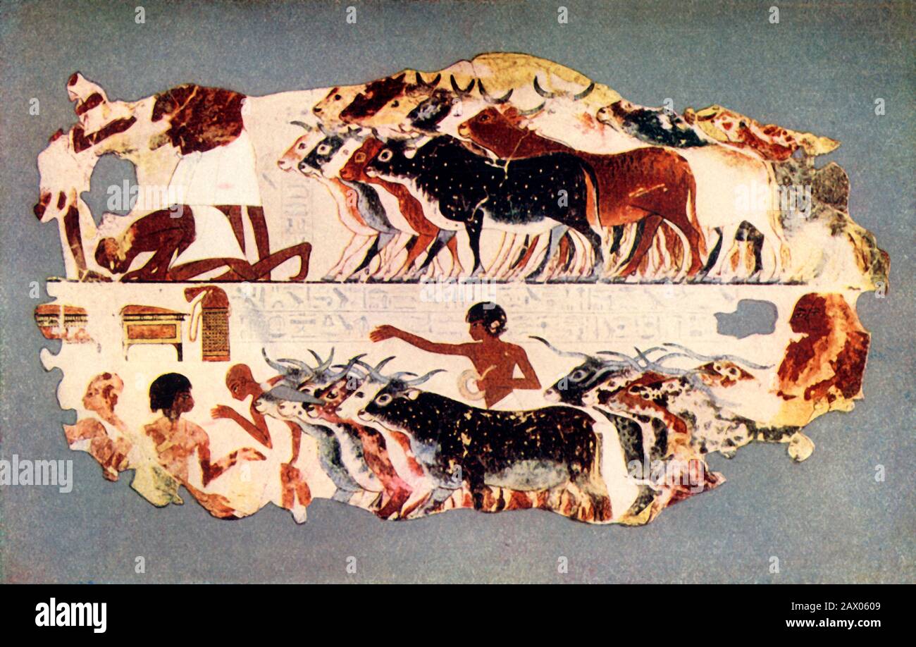 18th dynasty egypt cattle hi-res stock photography and images - Alamy