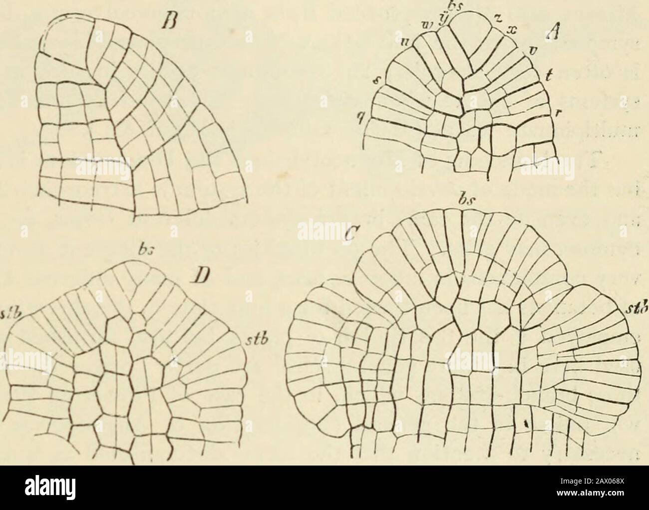 Broad lobes hi-res stock photography and images - Alamy