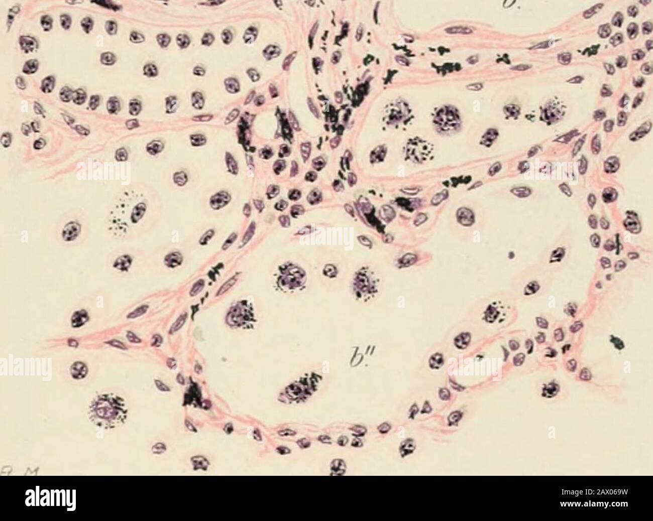 Practical pathology; a manual for students and practitioners . 4t. c ...