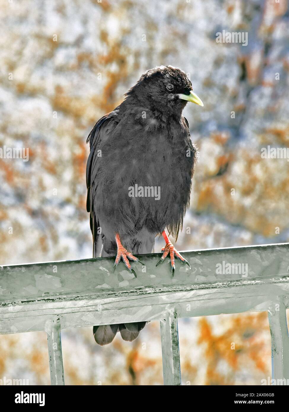 alpine chough sitting on a handrail Stock Photo - Alamy