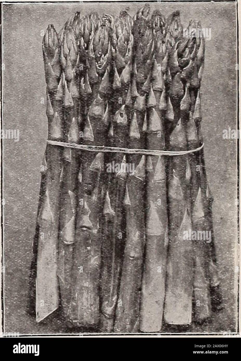 Large clump of roots hi-res stock photography and images - Alamy