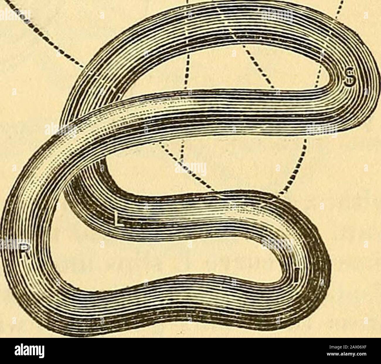 Coition High Resolution Stock Photography and Images - Alamy