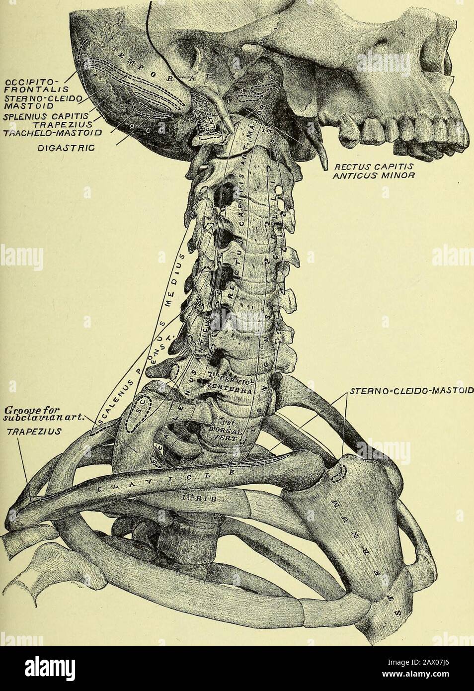 Transverse processes of cervical vertebrae hi-res stock photography and ...