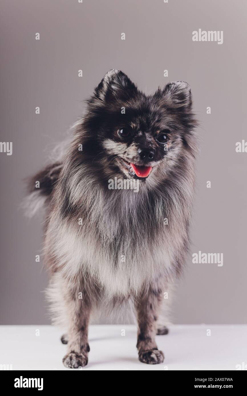 Portrait of a young wolf spitz shot in studio on a dark grey background ...
