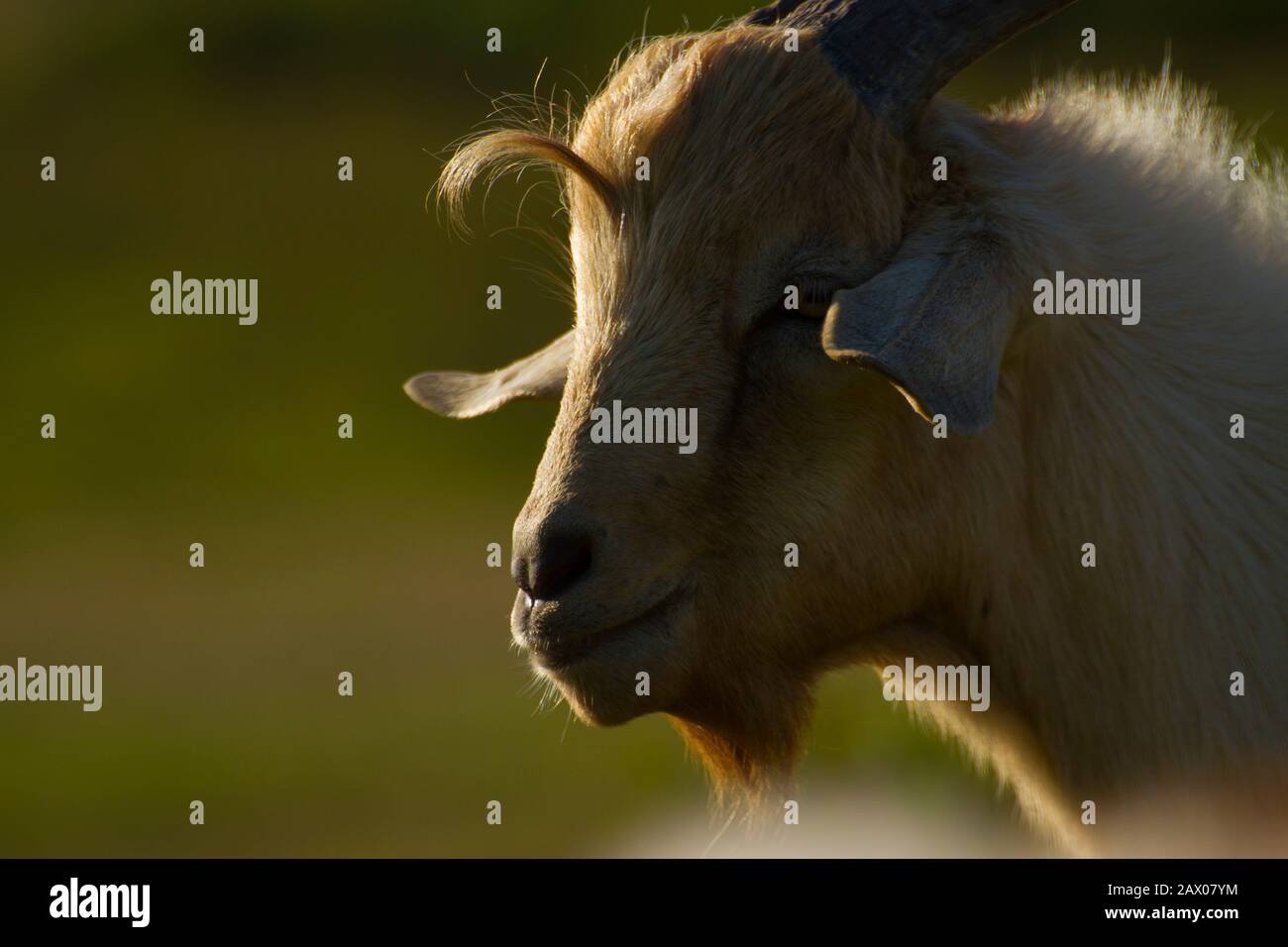 Goat head close up hi-res stock photography and images - Alamy