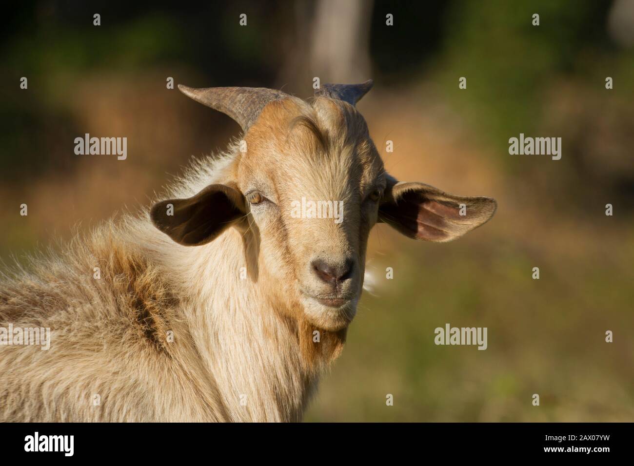 Male goat head hi-res stock photography and images - Alamy