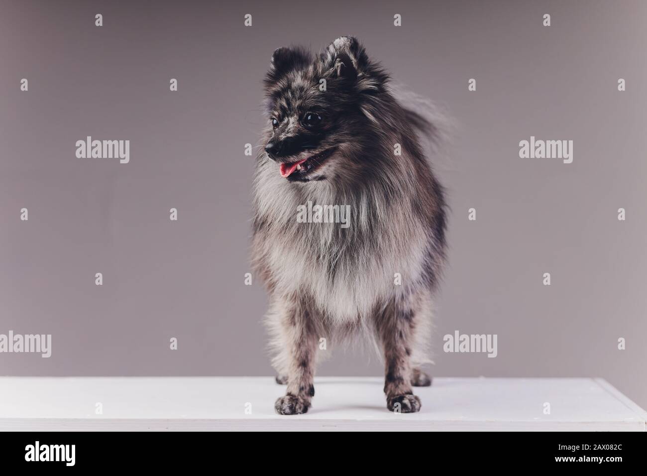 Portrait of a young wolf spitz shot in studio on a dark grey background ...