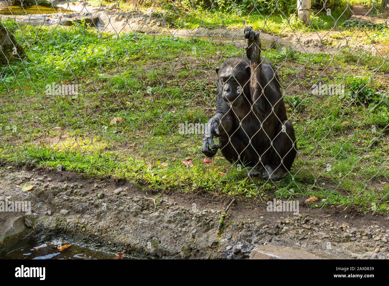 Berlin, Germany- October 7, 2019: Berlin Zoological Garden , monkey in ...