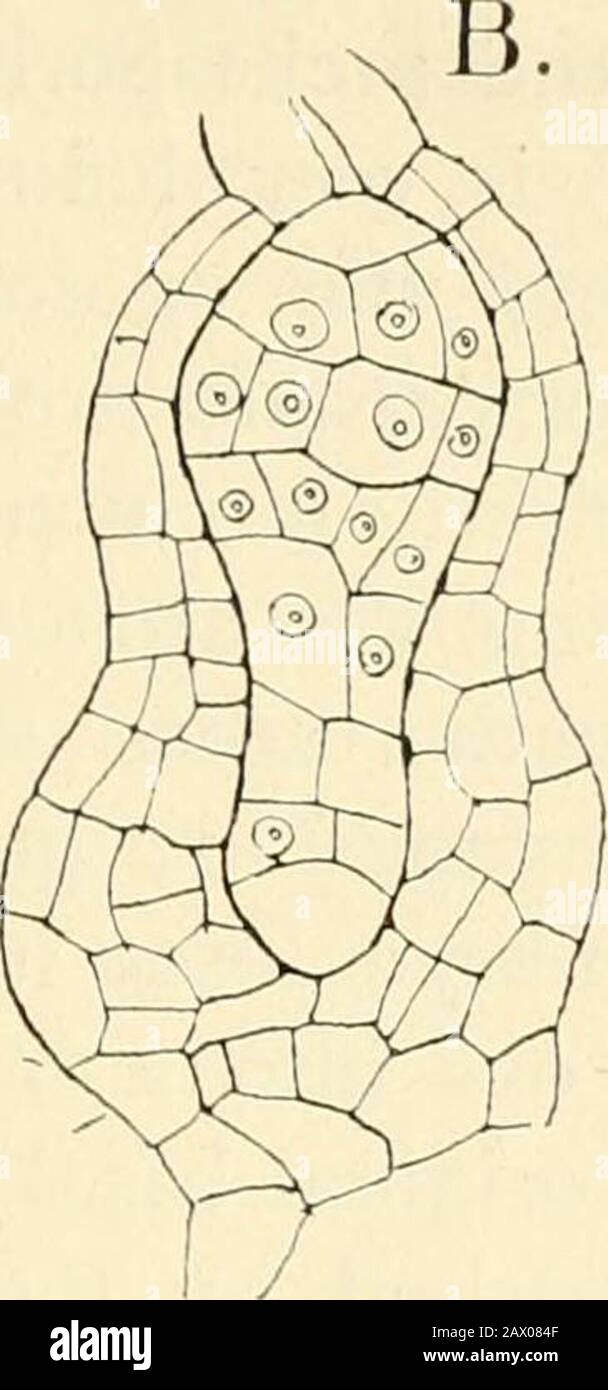 The structure & development of the mosses and ferns (Archegoniatae ...