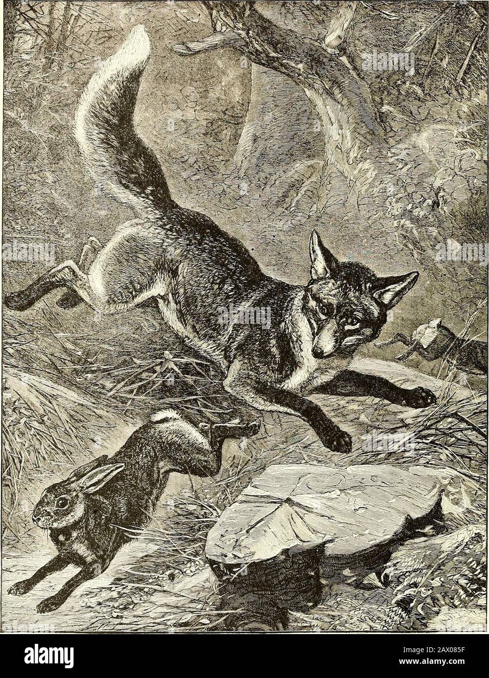 All about animalsFacts, stories and anecdotes . 3d, $sjife ...