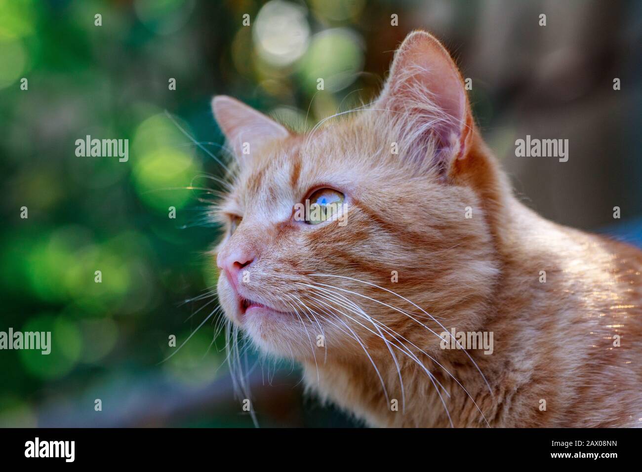 A large red cat looks into the camera from above with yellow eyes ...