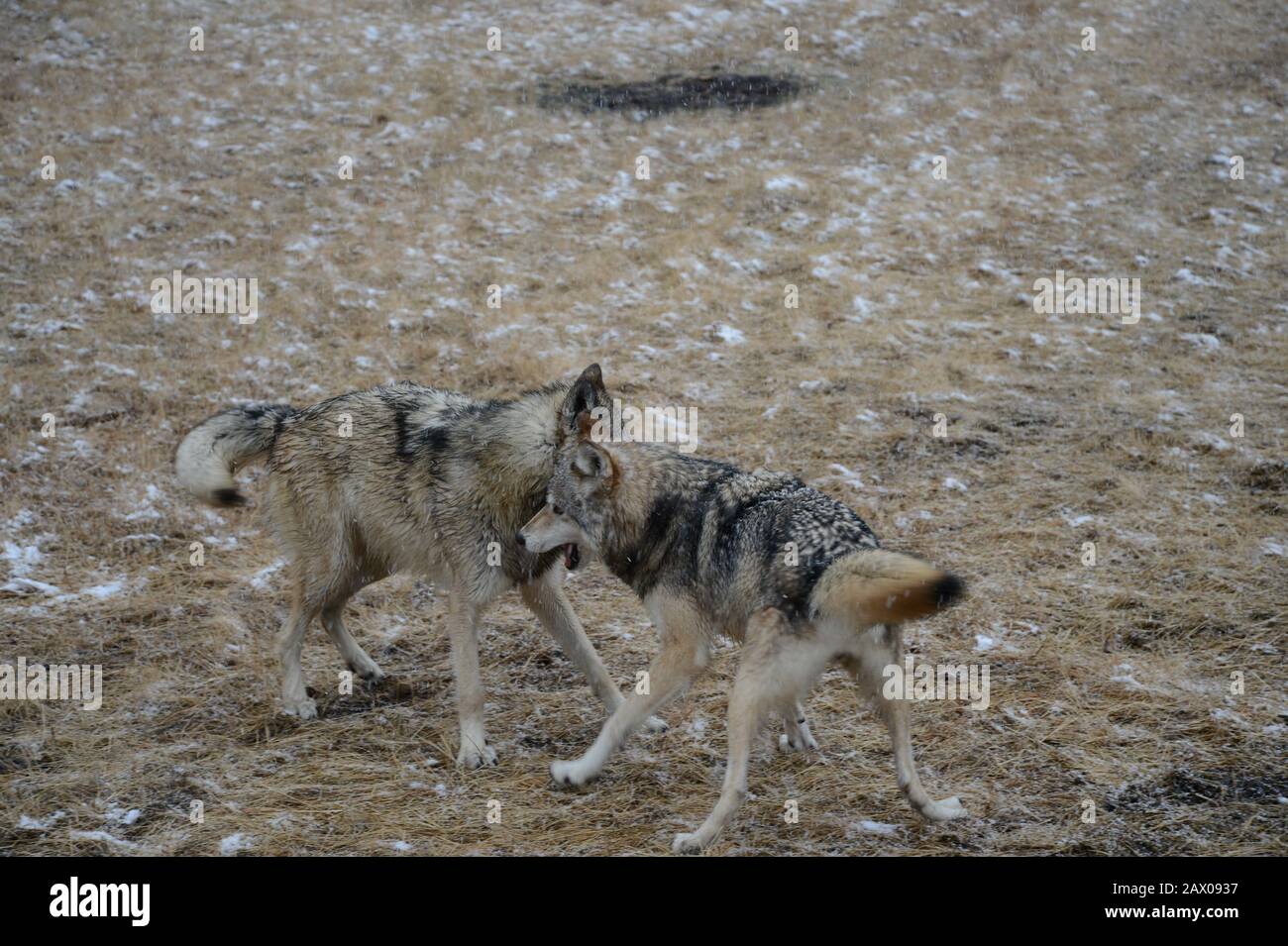 Gray Wolf Pack Running High Resolution Stock Photography and Images - Alamy