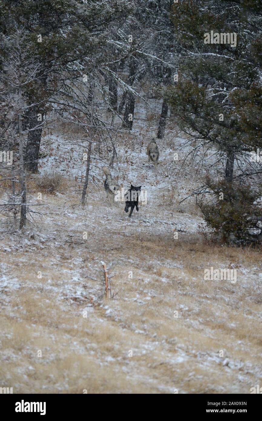 Gray Wolf Pack Running High Resolution Stock Photography and Images - Alamy