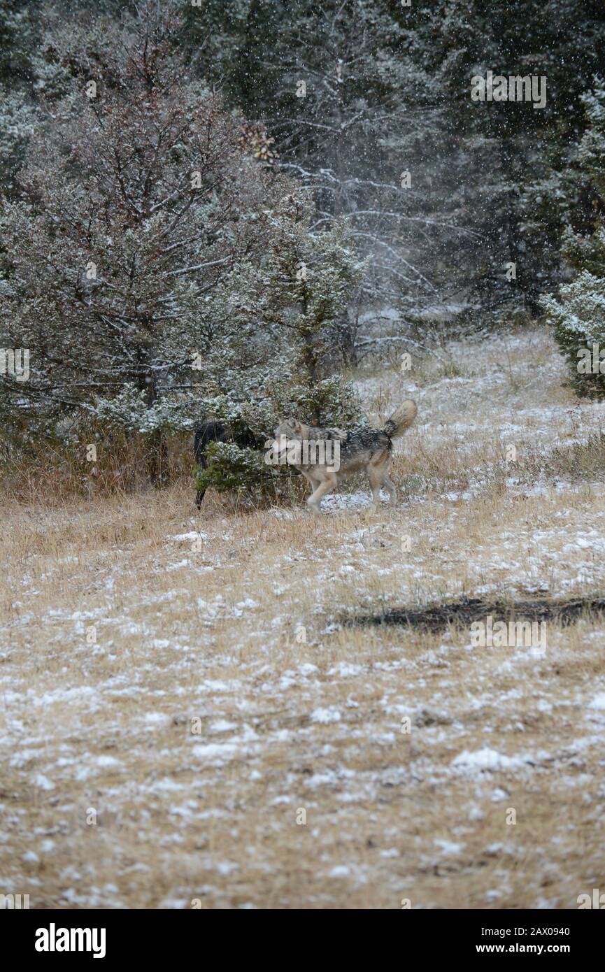 Gray wolf pack running hi-res stock photography and images - Alamy