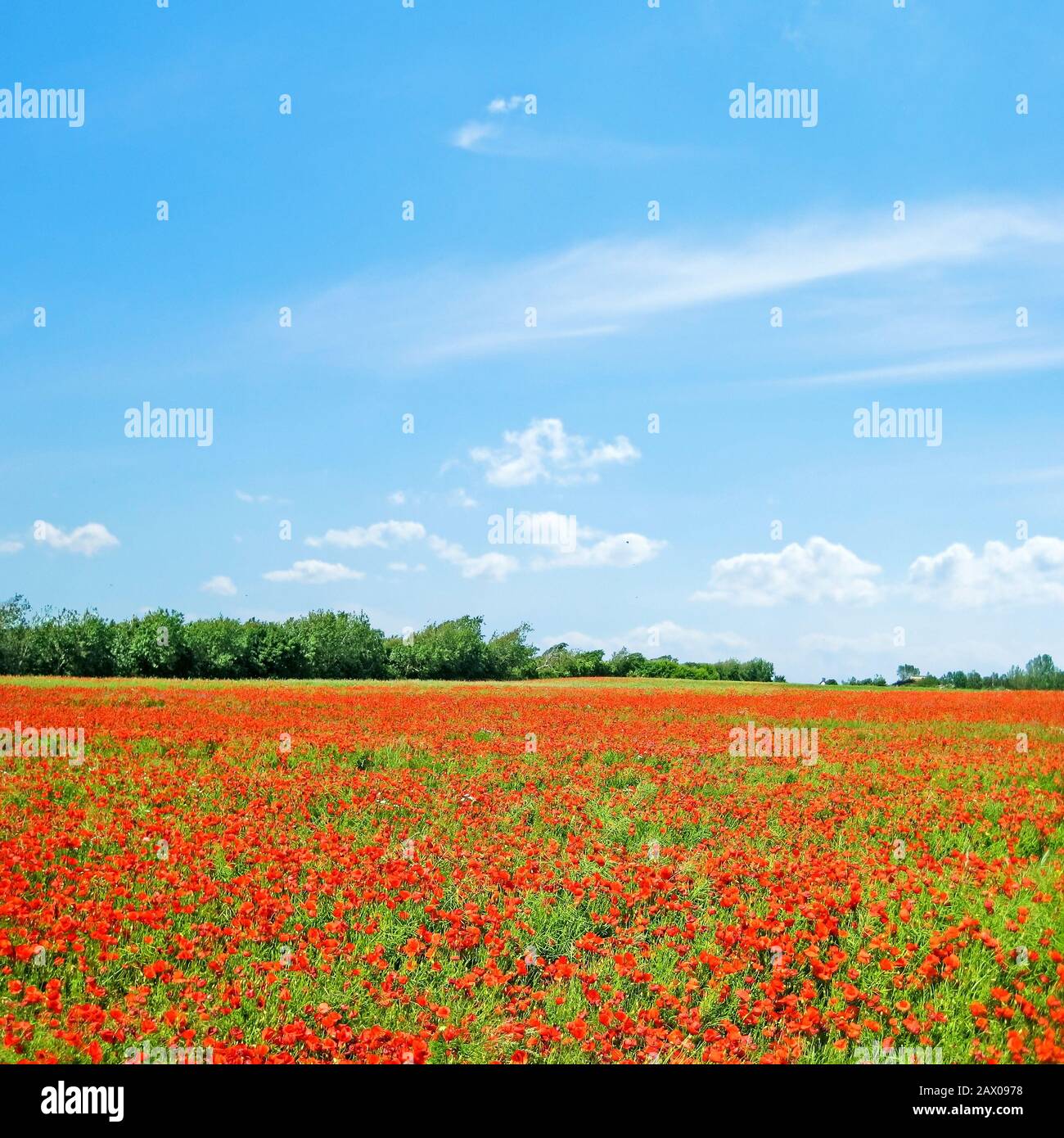Poppy field with trees and blue sky Stock Photo - Alamy