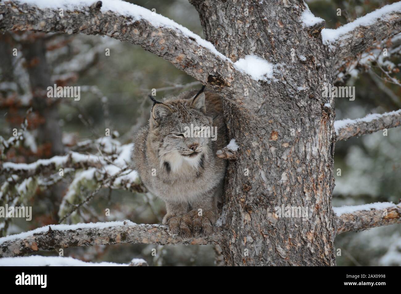Bobcat in tree hi-res stock photography and images - Alamy