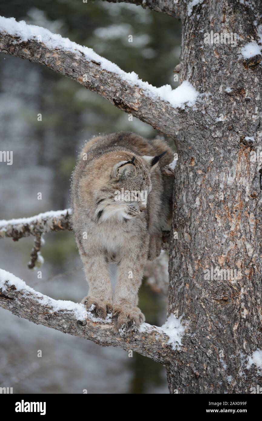 bobcat in tree Stock Photo - Alamy
