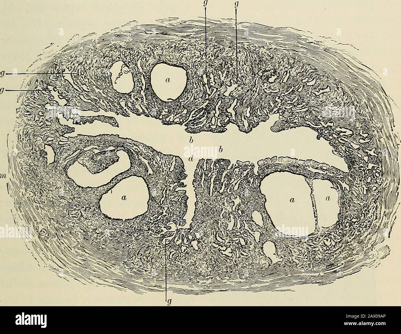 Flattened squamous epithelial cells hi-res stock photography and images ...