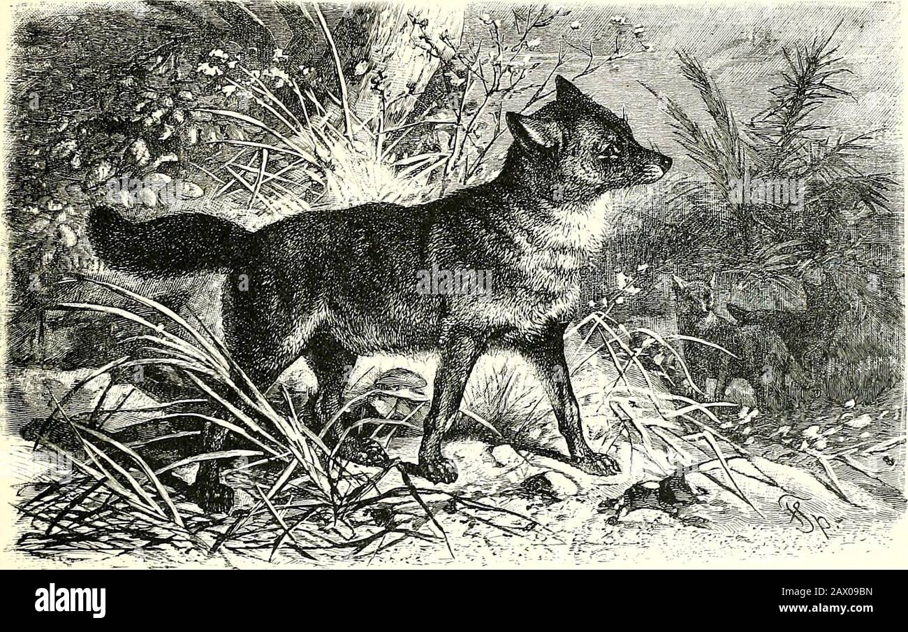 Breed dog sheer hi-res stock photography and images - Alamy