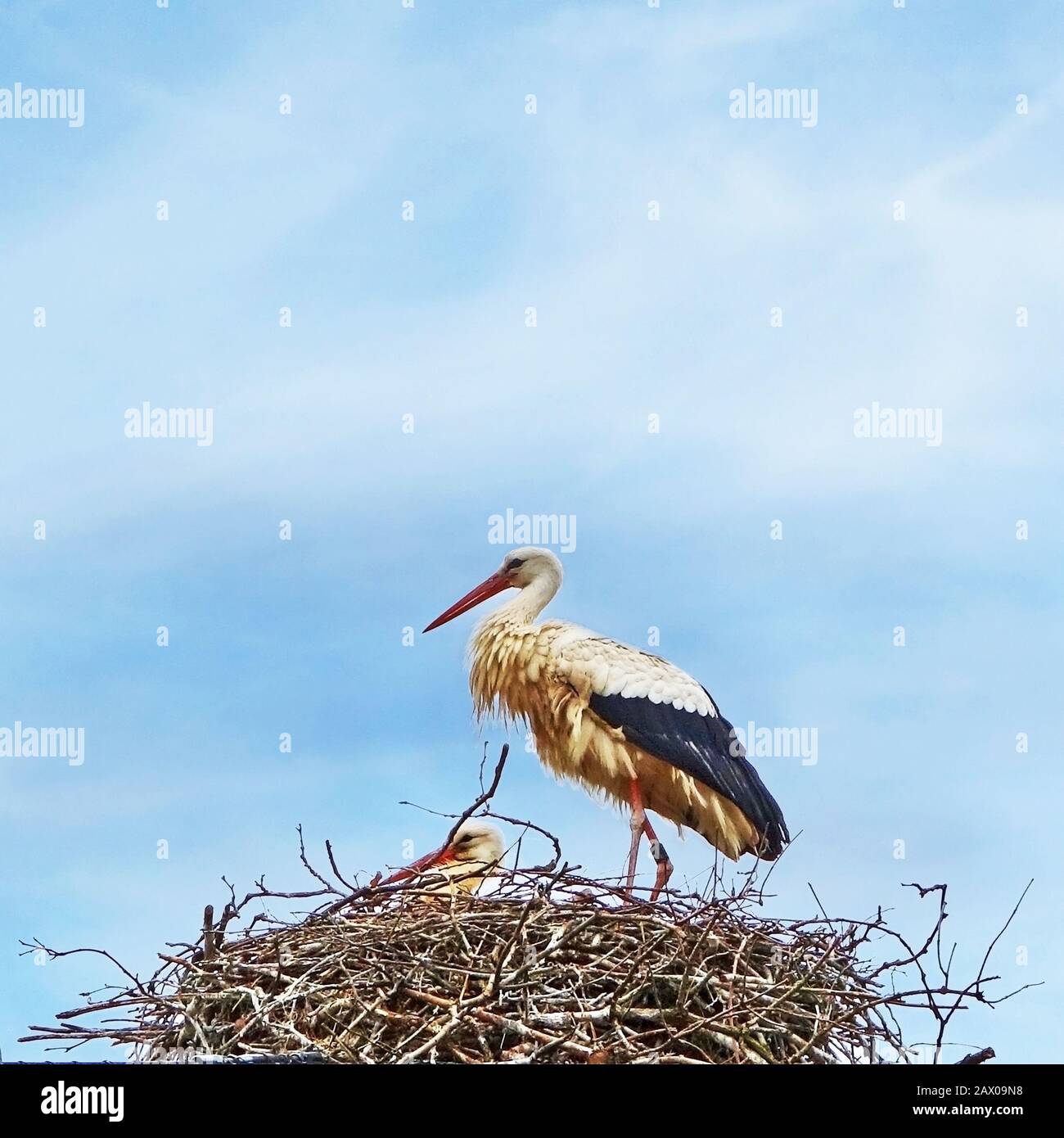 Strok hi-res stock photography and images - Alamy