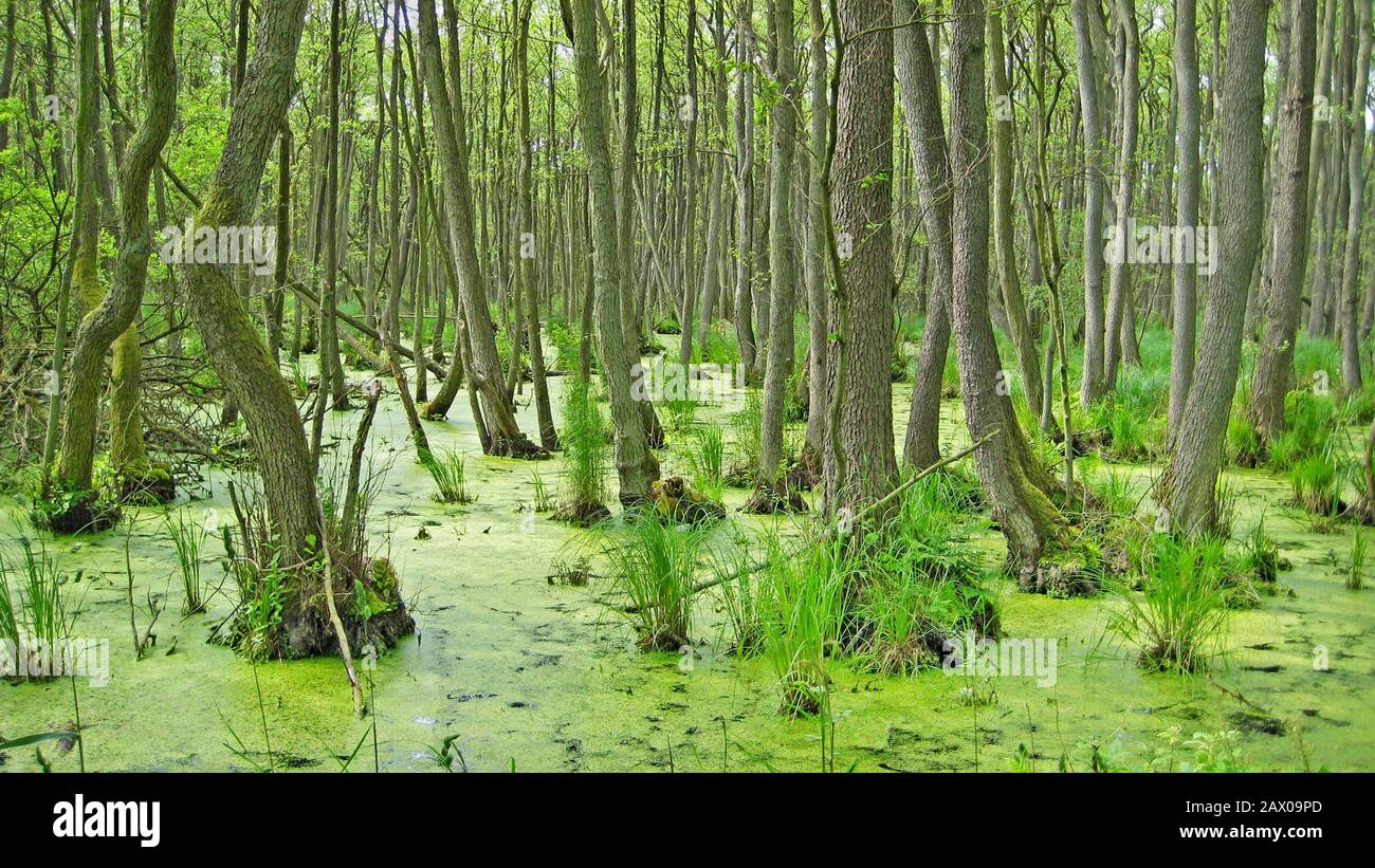 trees in the swamp, green nature Stock Photo - Alamy