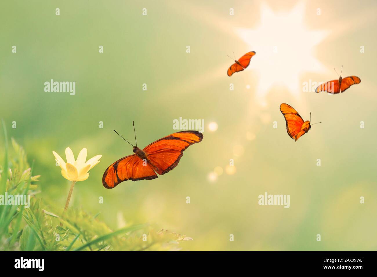 Flying orange butterflies around a yellow buttercup with a sunny ...